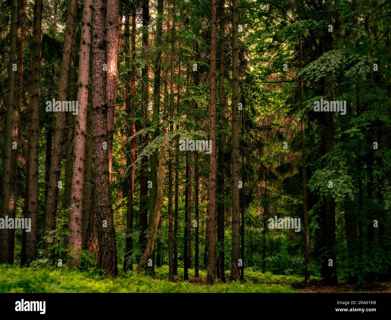 Beautiful forest in Jizerske Hory. This is North side of the Czechia ...