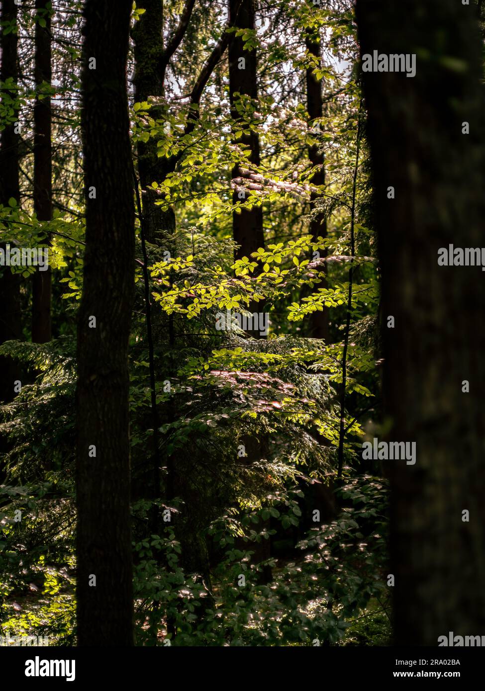 Beautiful forest in Jizerske Hory. This is North side of the Czechia ...