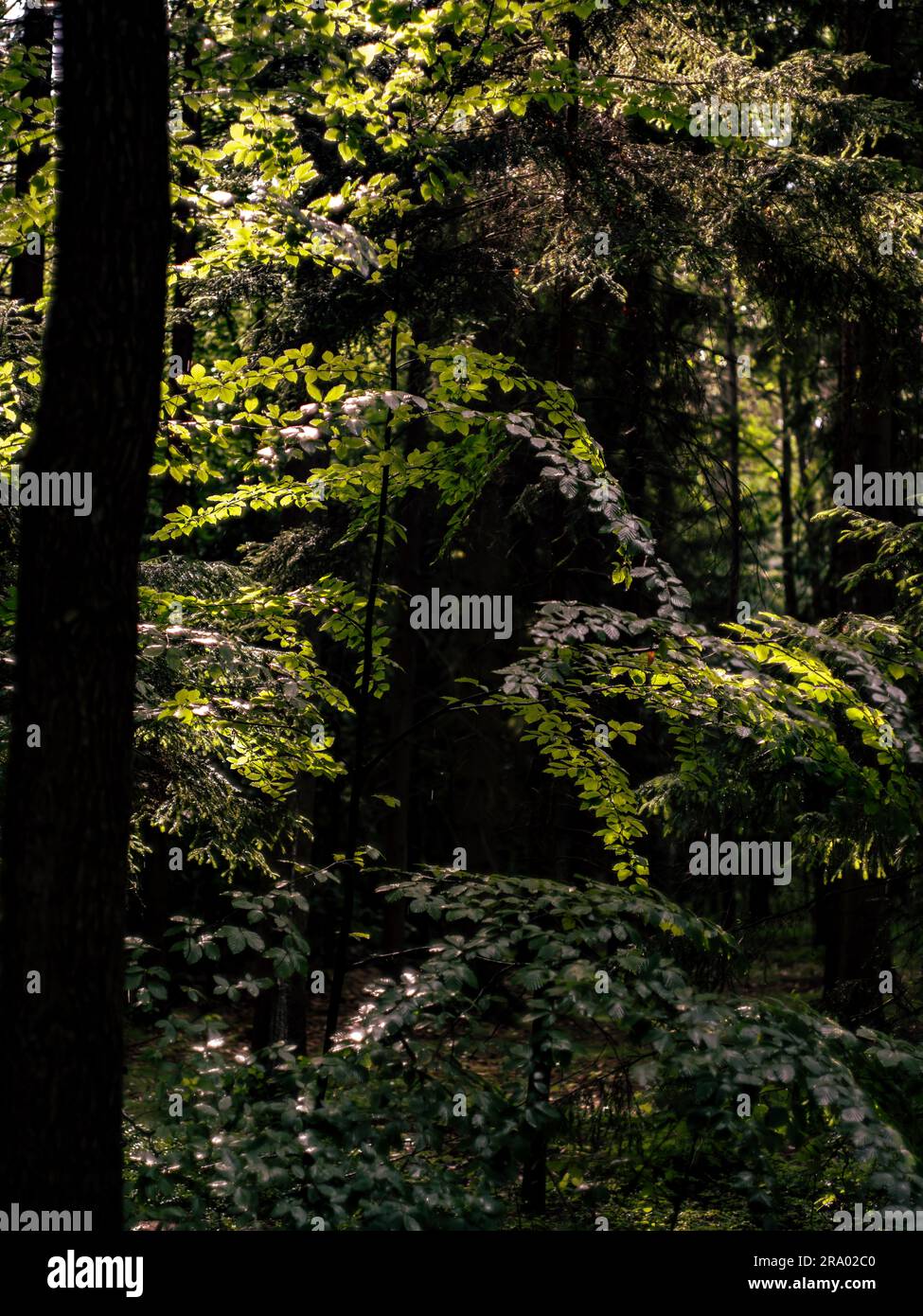 Beautiful forest in Jizerske Hory. This is North side of the Czechia ...