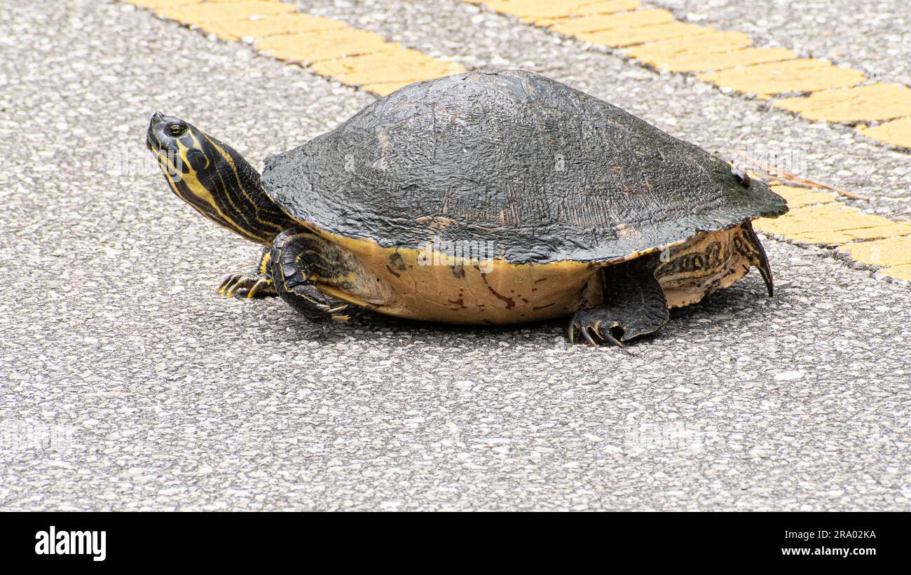 A small turtle slowly making its way across a sunny asphalt parking lot ...