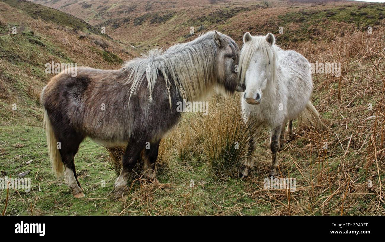 A precious view of two adorable ponies affectionately nuzzling each ...