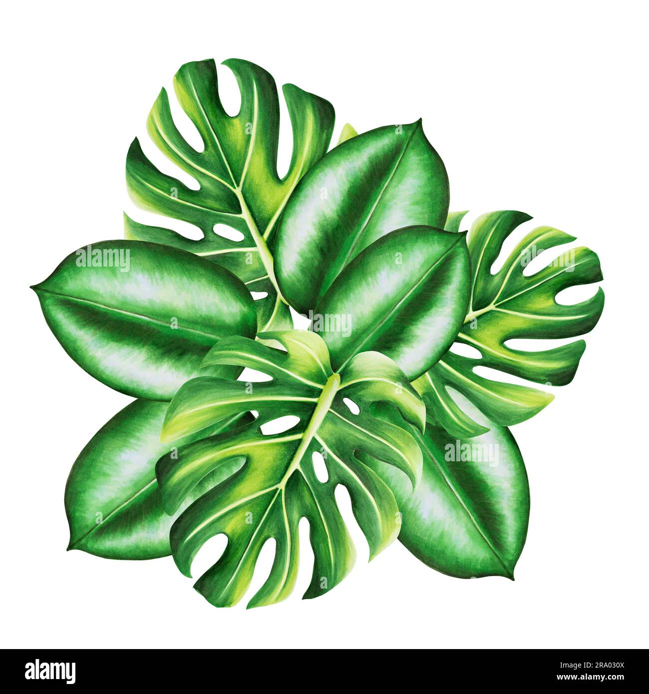 Watercolor bouquet of realistic tropical leafs. Illustration of ...