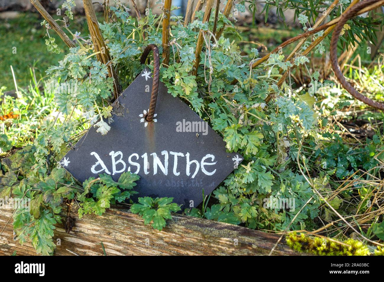 Absinthe (Absinth) name marked on a slate in a garden in France Stock ...