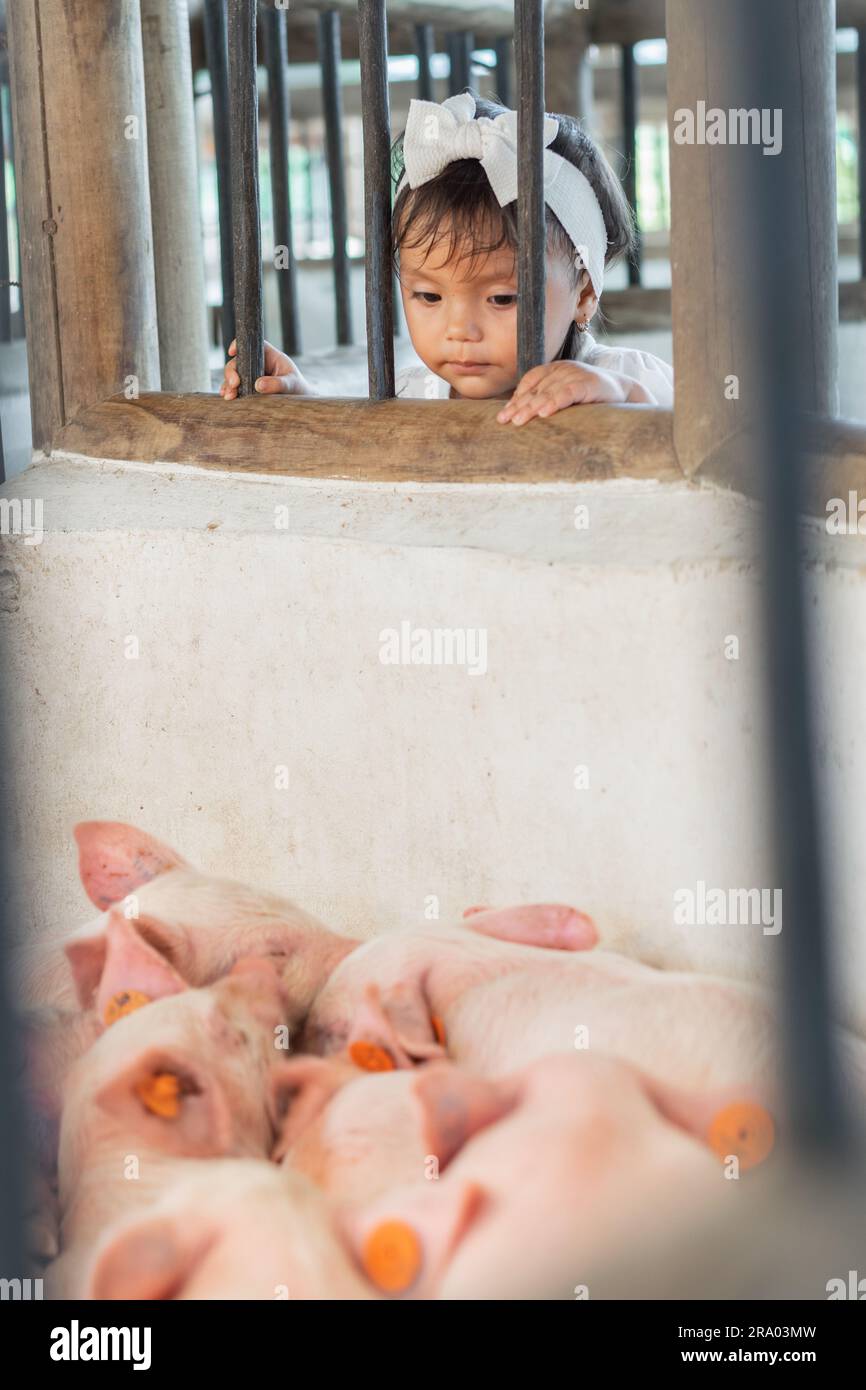 Little brunette Latina girl, looking sadly at the piglets sleeping ...