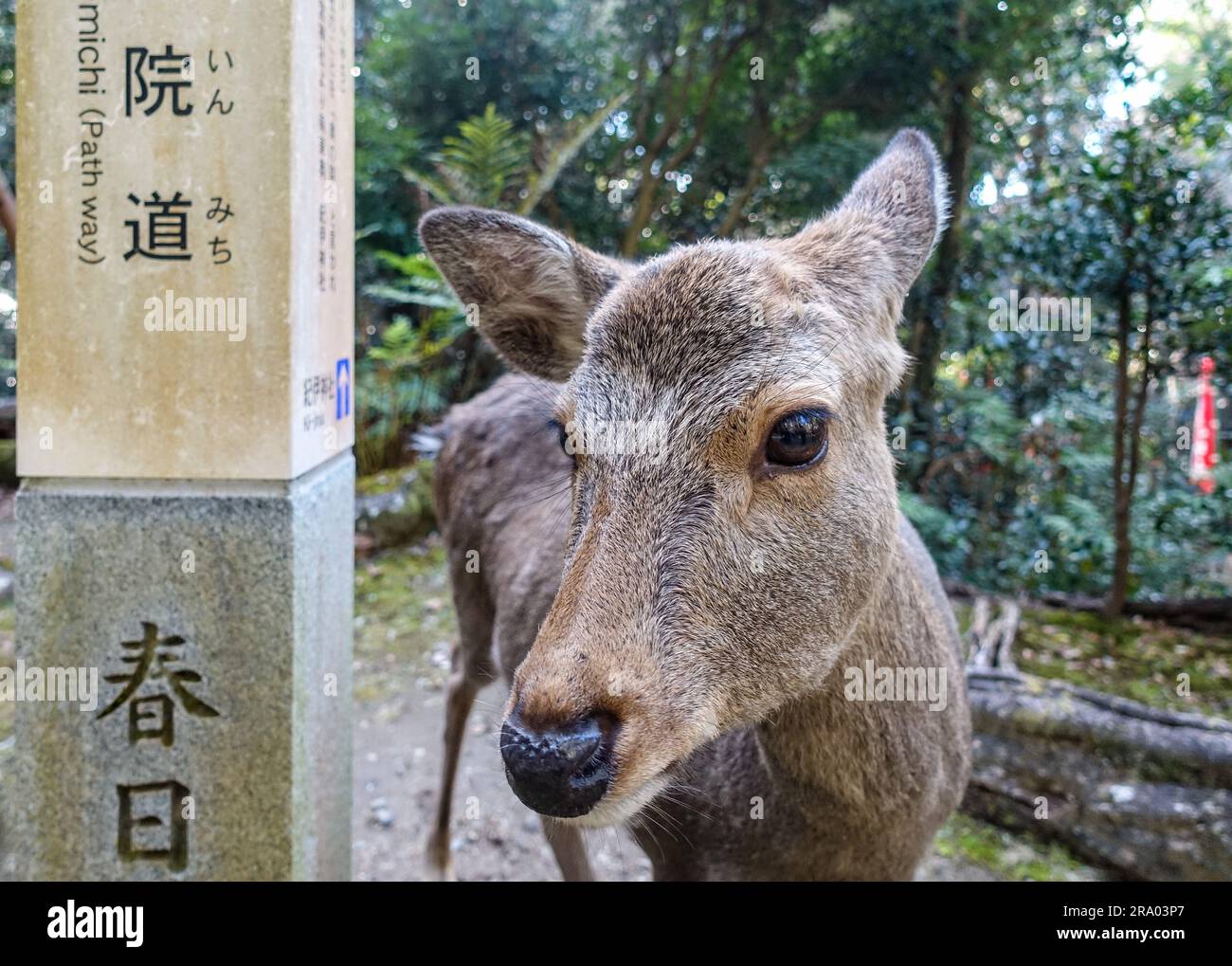Friendly deer on the path of Kasuga-taisha shrine in Nara, Japan Stock ...