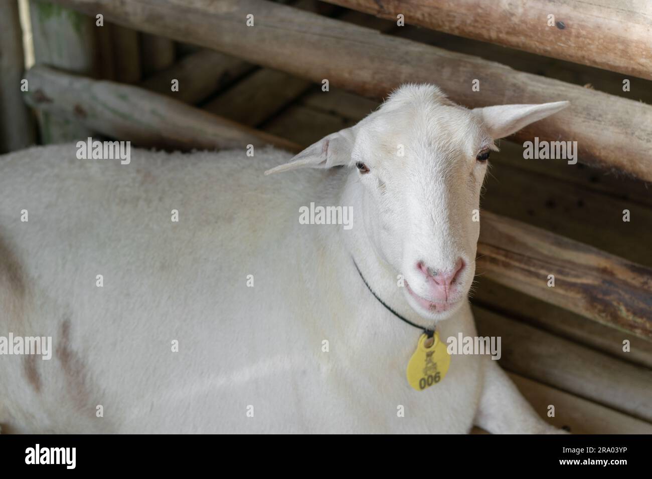 Close-up of a white hornless goat lying down in a pen, looking straight ...