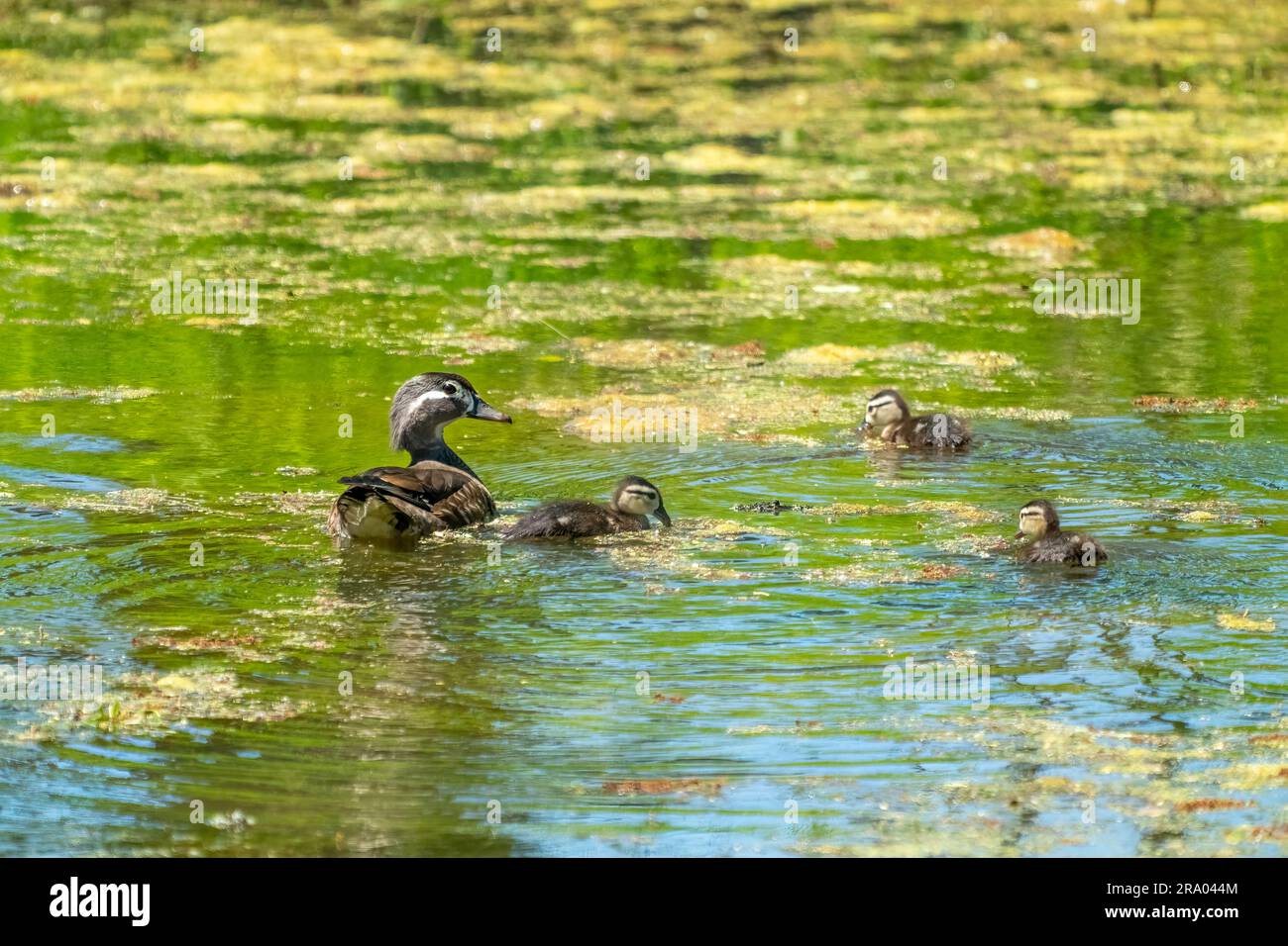 Ridgefield National Wildlife Refuge, Ridgefield, Washington, USA ...