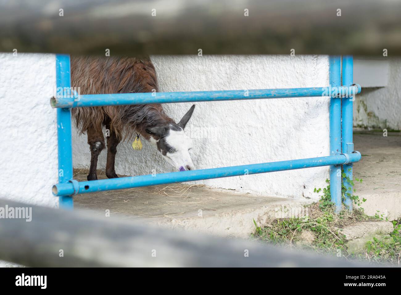 Llama lama glama near hi-res stock photography and images - Alamy