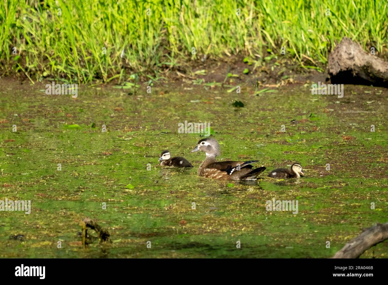 Ridgefield National Wildlife Refuge, Ridgefield, Washington, USA ...