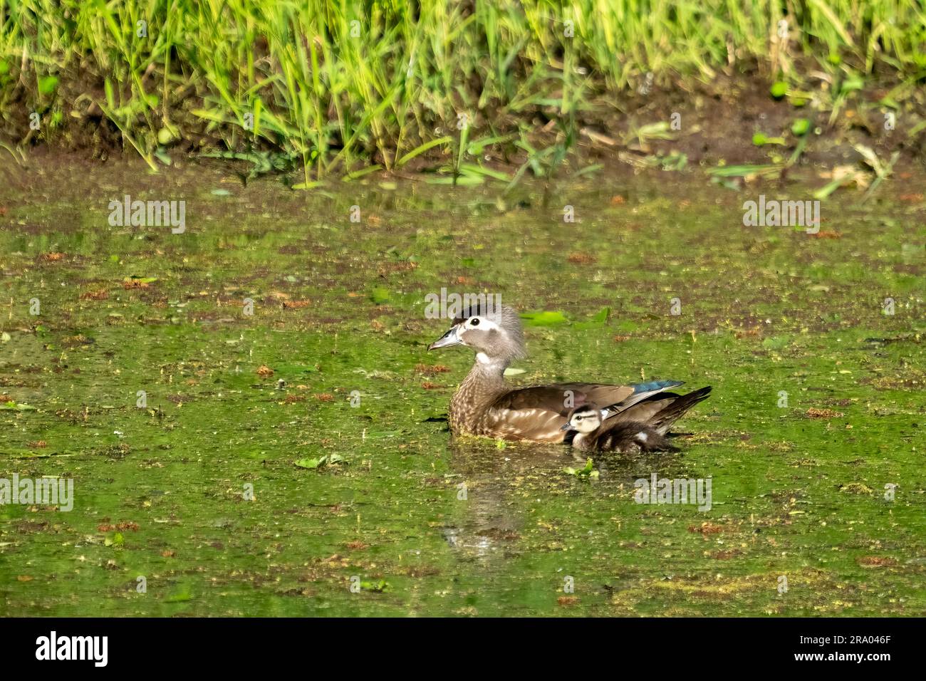Ridgefield National Wildlife Refuge, Ridgefield, Washington, USA ...