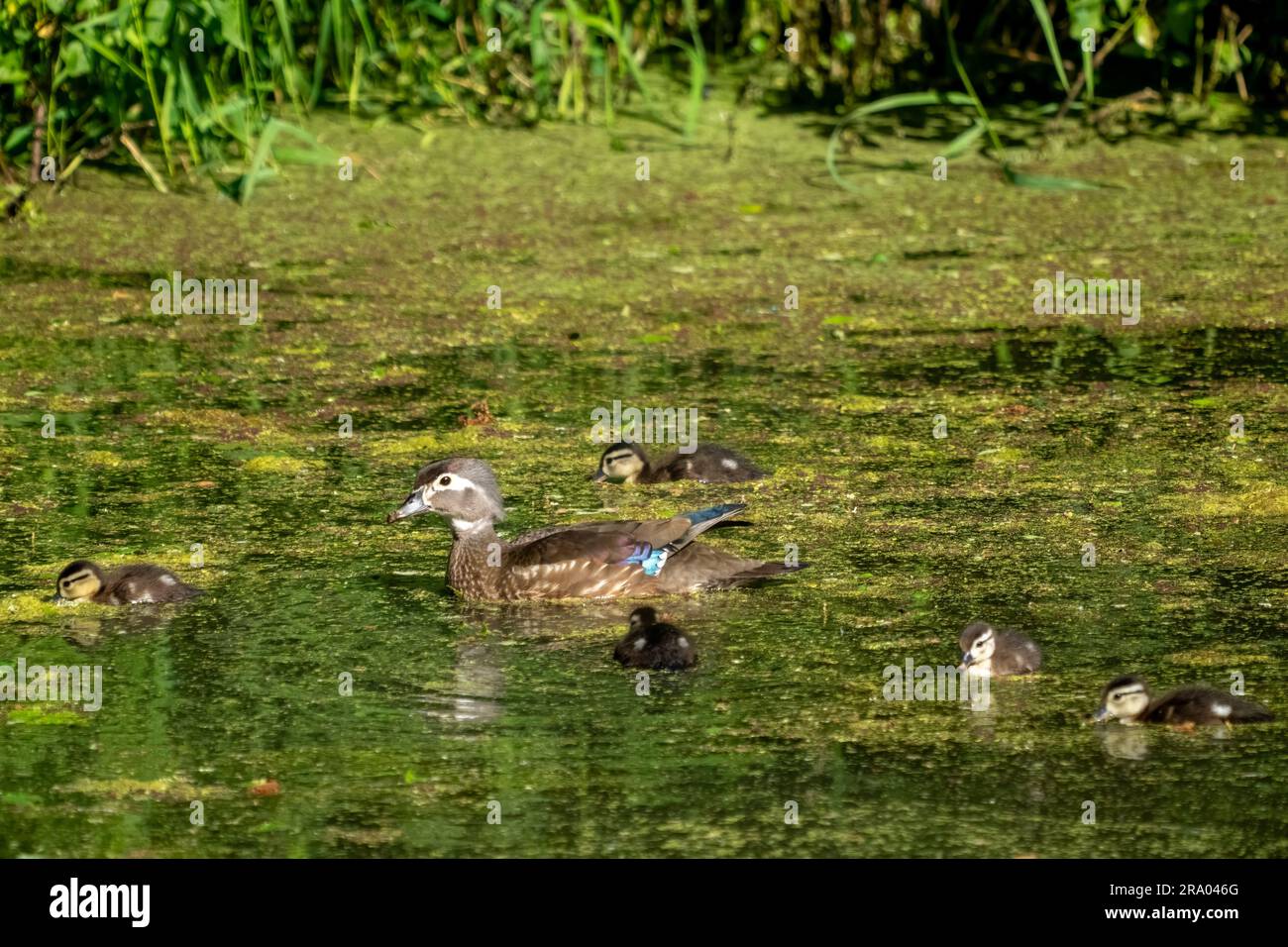 Ridgefield National Wildlife Refuge, Ridgefield, Washington, USA ...