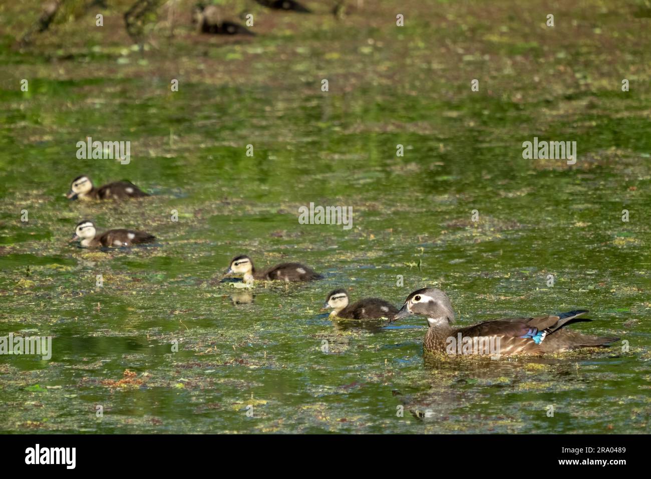 Ridgefield National Wildlife Refuge, Ridgefield, Washington, USA ...