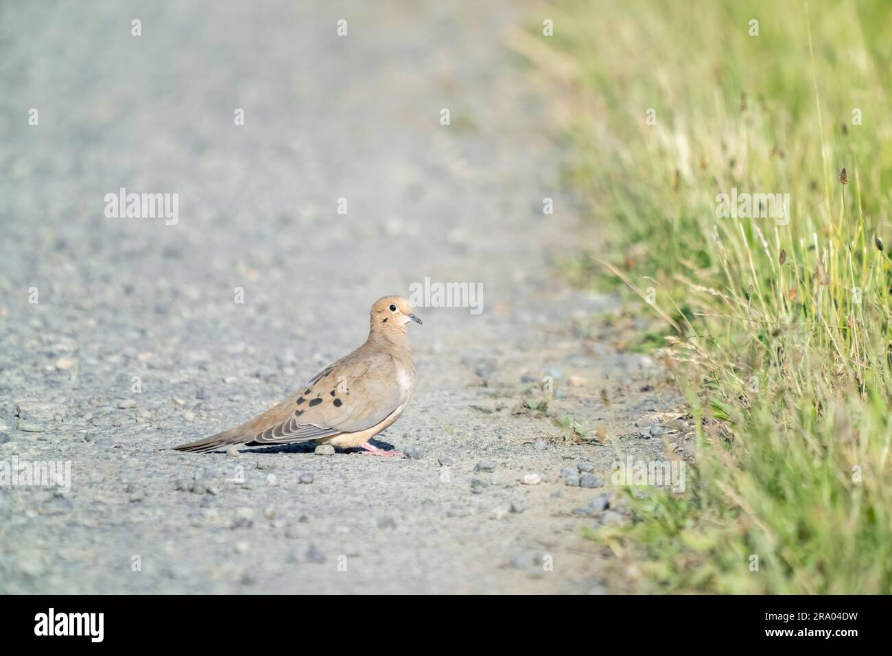 Ridgefield National Wildlife Refuge, Ridgefield, Washington, USA. Adult ...