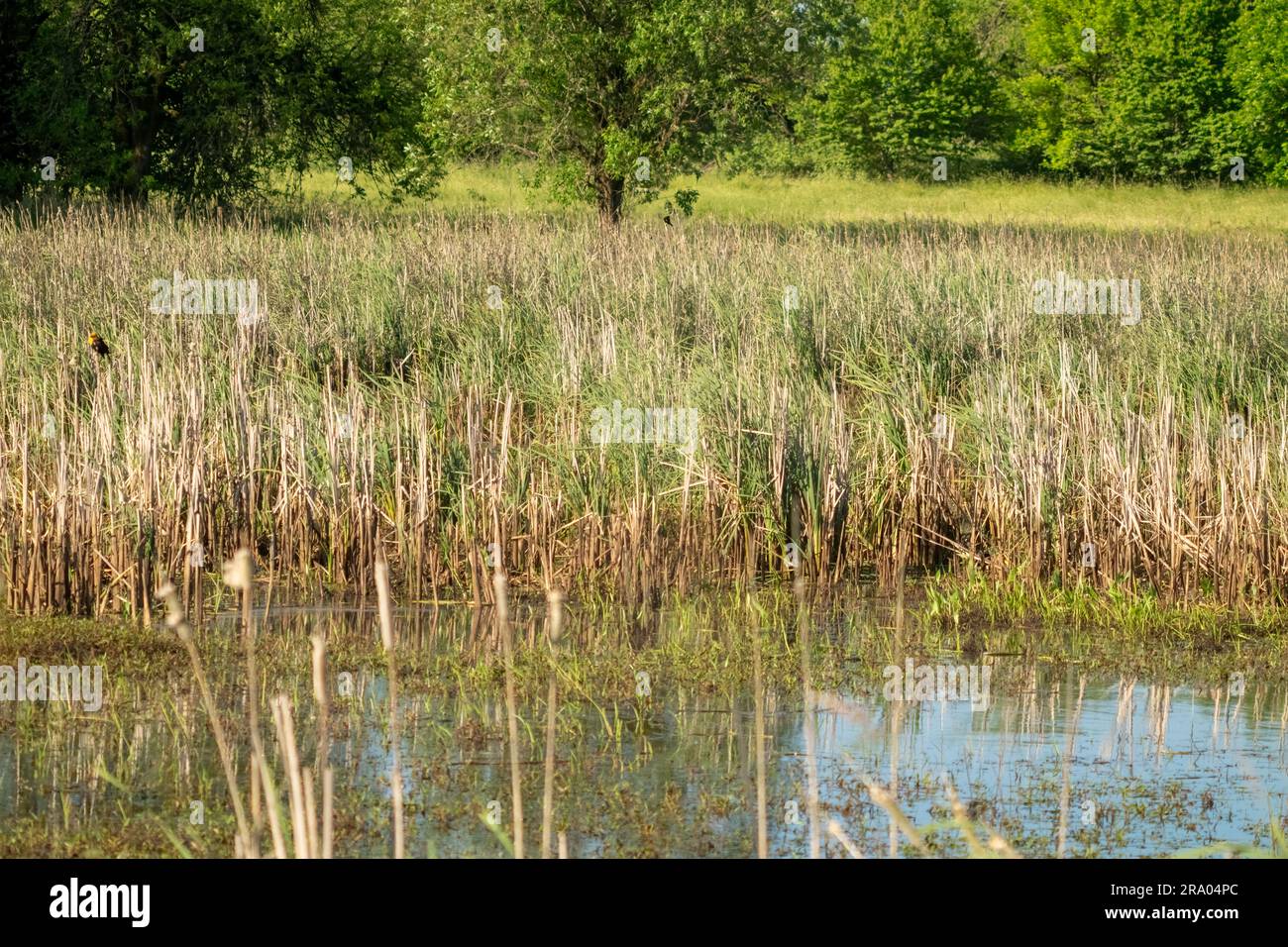 Ridgefield National Wildlife Refuge, Ridgefield, Washington, USA ...