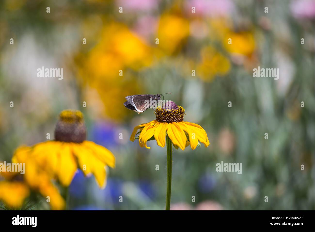 funereal duskywing , Erynnis funeralis, feeding from a Coneflower ...