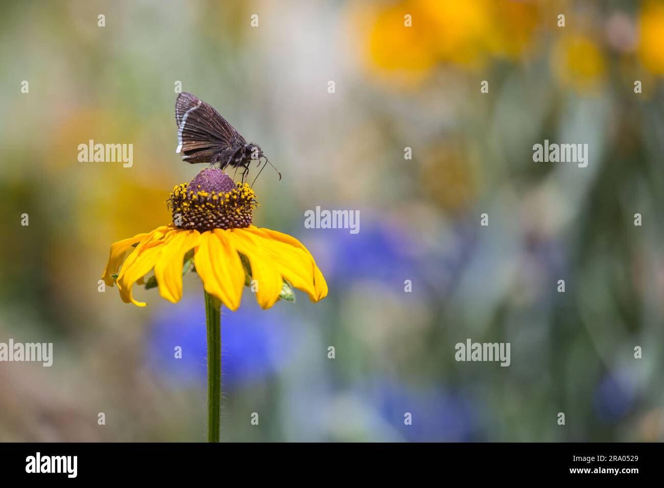 funereal duskywing , Erynnis funeralis, feeding from a Coneflower ...