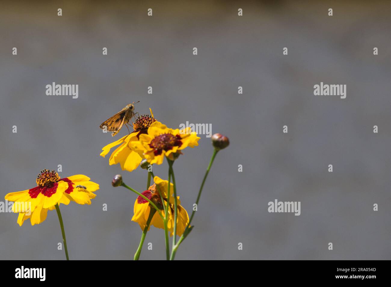 Whirlabout Polites vibex butterfly is a grass skipper family ...