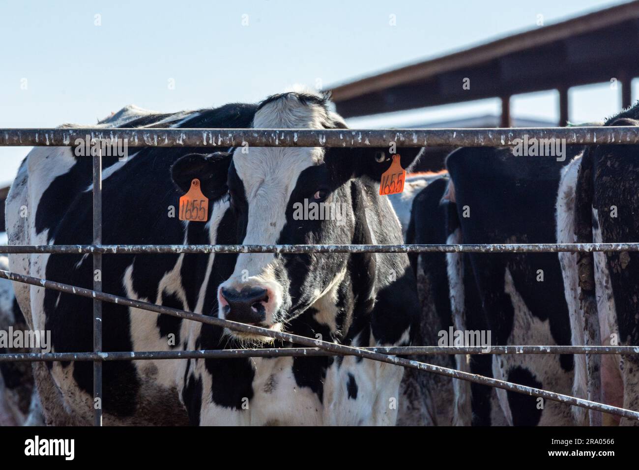 Methane a holstein dairy cow hi-res stock photography and images - Alamy