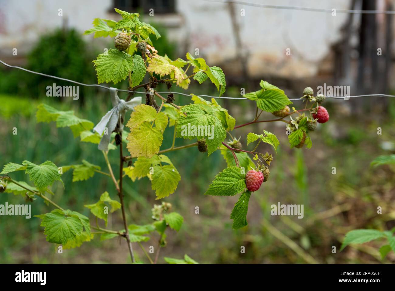 A close-up of raspberry branches with red and green raspberries in the ...