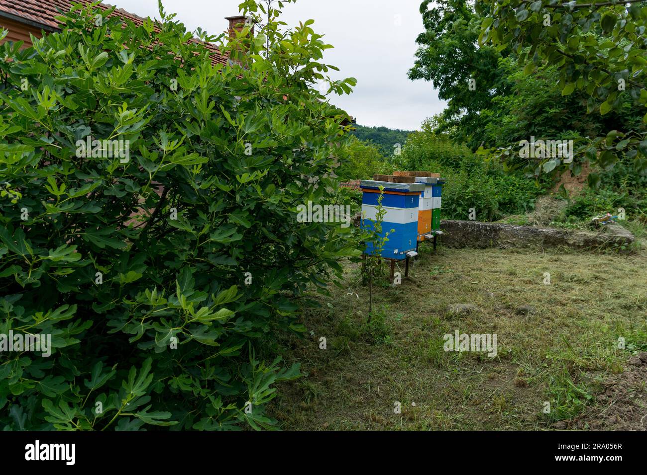 A fig tree and three beehives with bees in the backyard behind a house ...