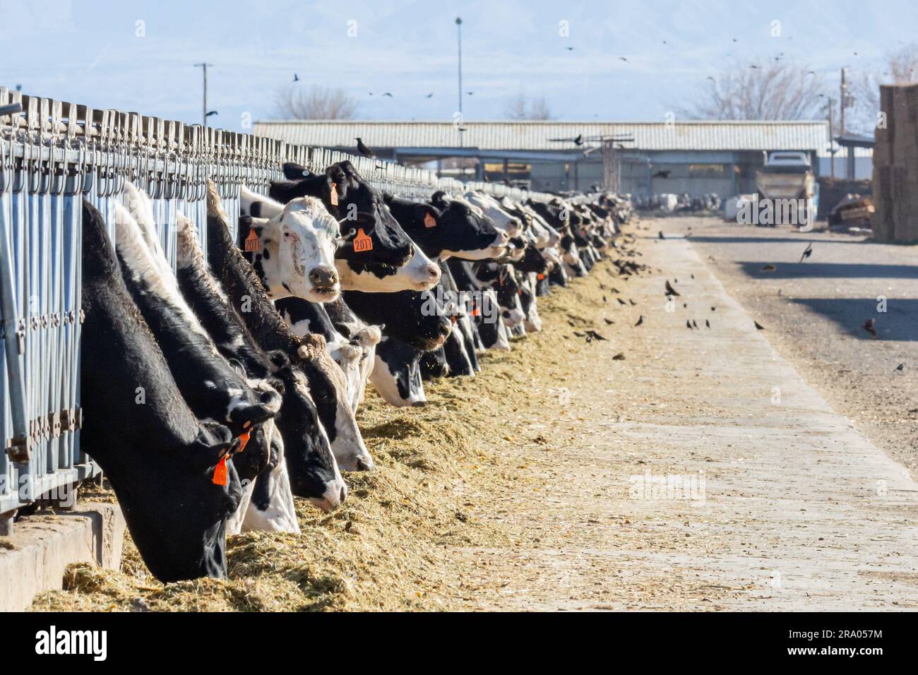 Holstein cattle at a dairy farm in Southern California's Antelope ...