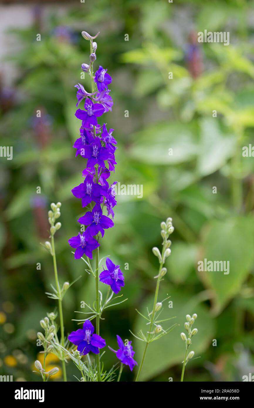 larkspur Delphinium flowering plant in a California garden Stock Photo ...