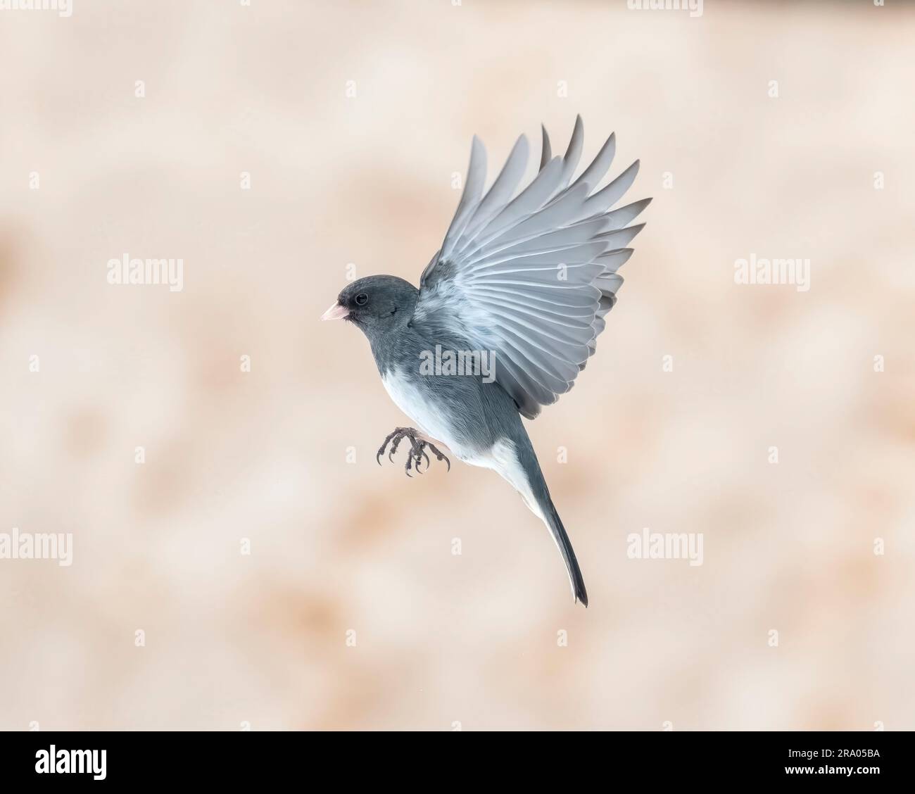 Dark-eyed junco (Junco hyemalis) flying, Eastern North America, by ...