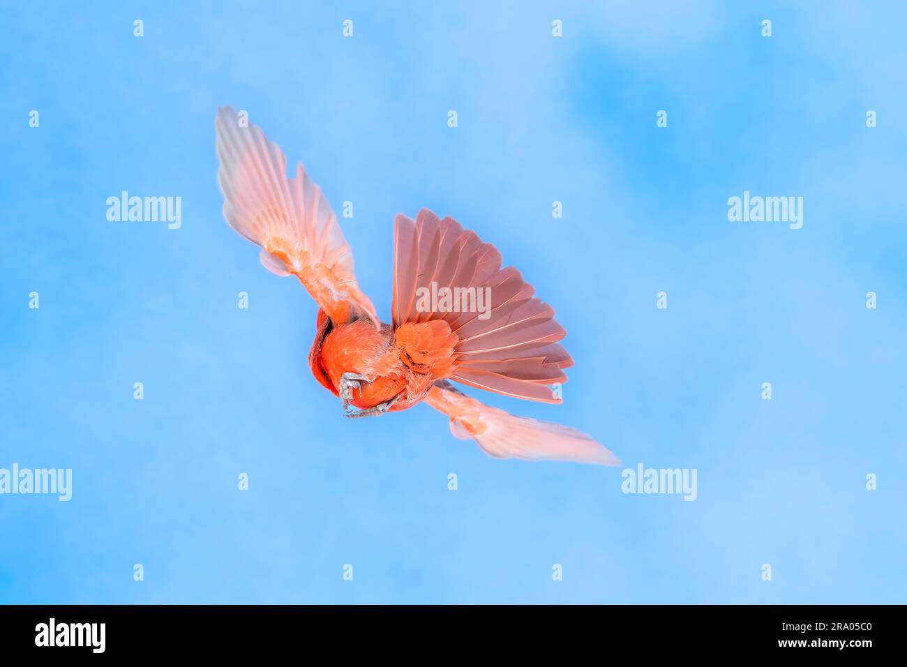 Male Northern Cardinal (Cardinalis cardinalis), flying, against blue ...