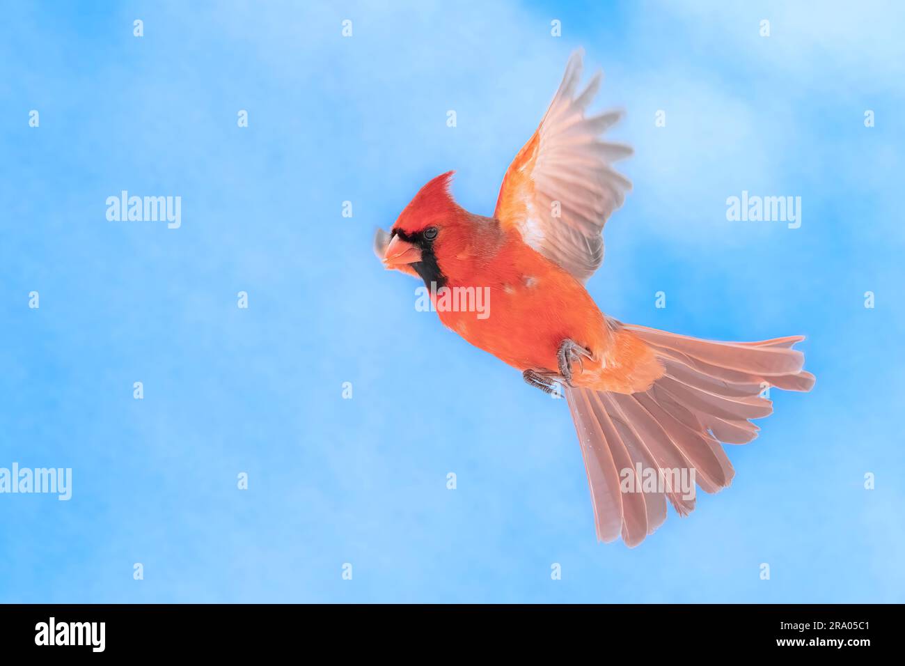 Male Northern Cardinal (Cardinalis cardinalis), flying, against blue ...