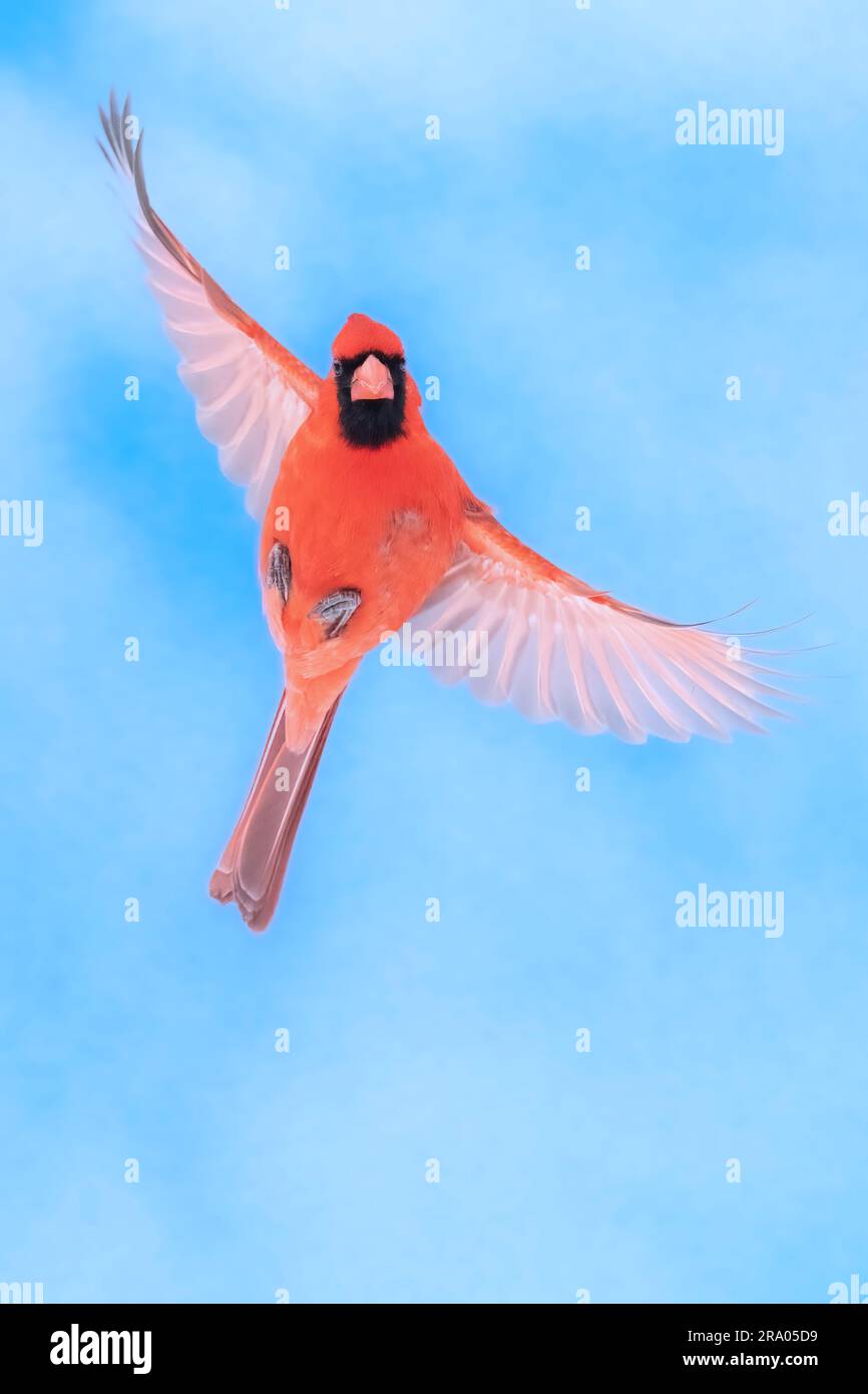Male Northern Cardinal (Cardinalis cardinalis), flying, against blue ...