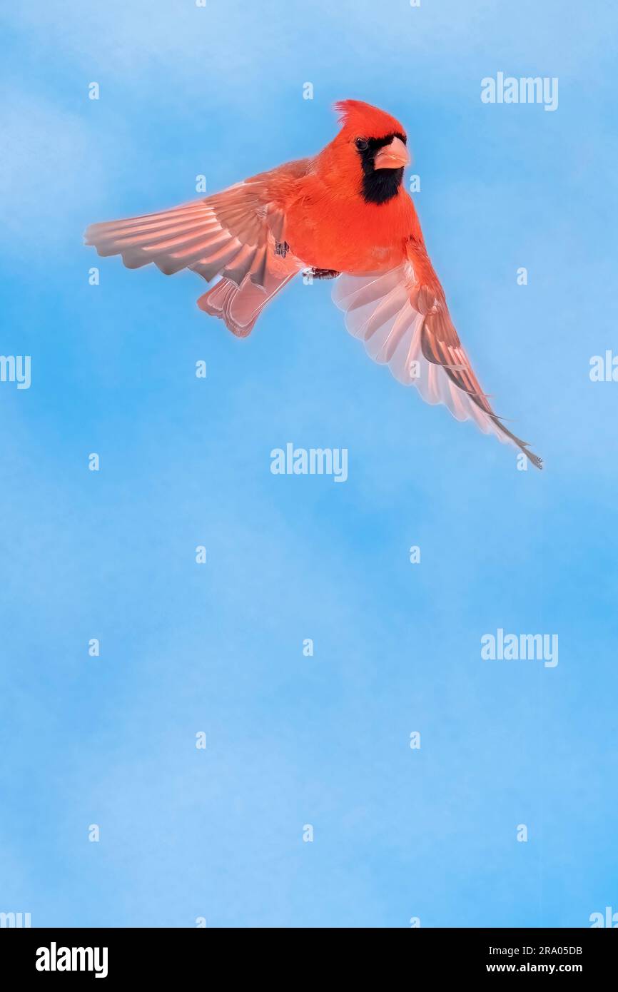 Male Northern Cardinal (Cardinalis cardinalis), flying, against blue ...