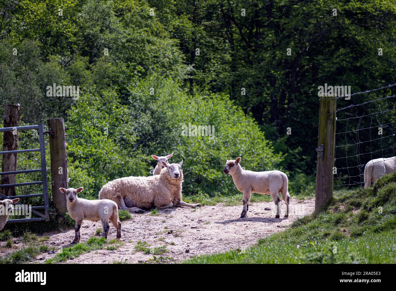 Ewe and lambs on a path between two fields Stock Photo - Alamy