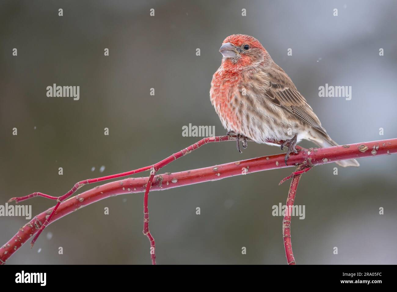 House finch, male, (Carpodacus mexicanus) perched on Red-Osier dogwood ...