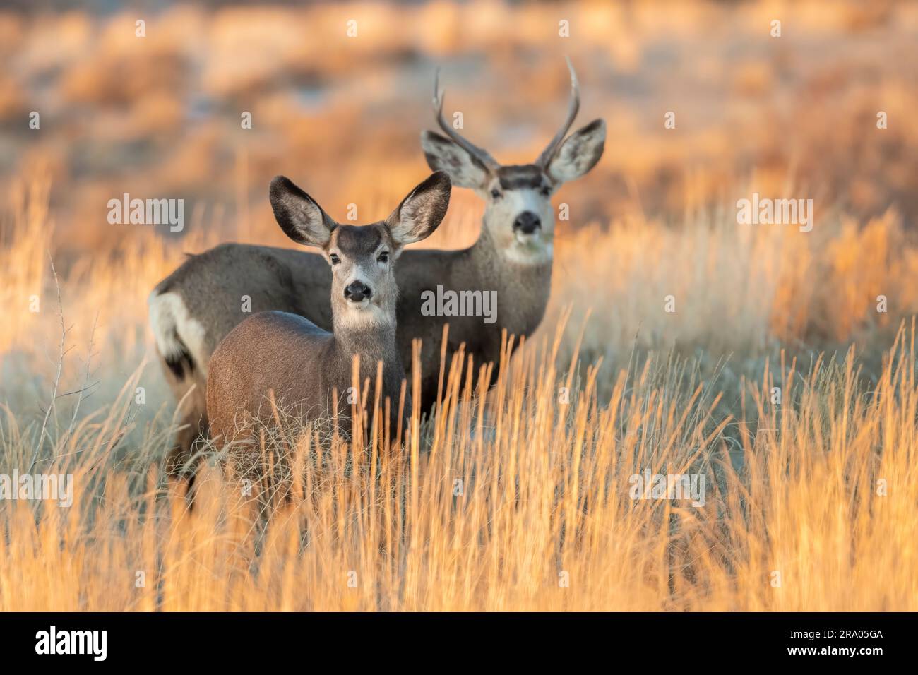 Mule deer (Odocoileus hemionus), buck and doe, Western USA, Winter, by ...