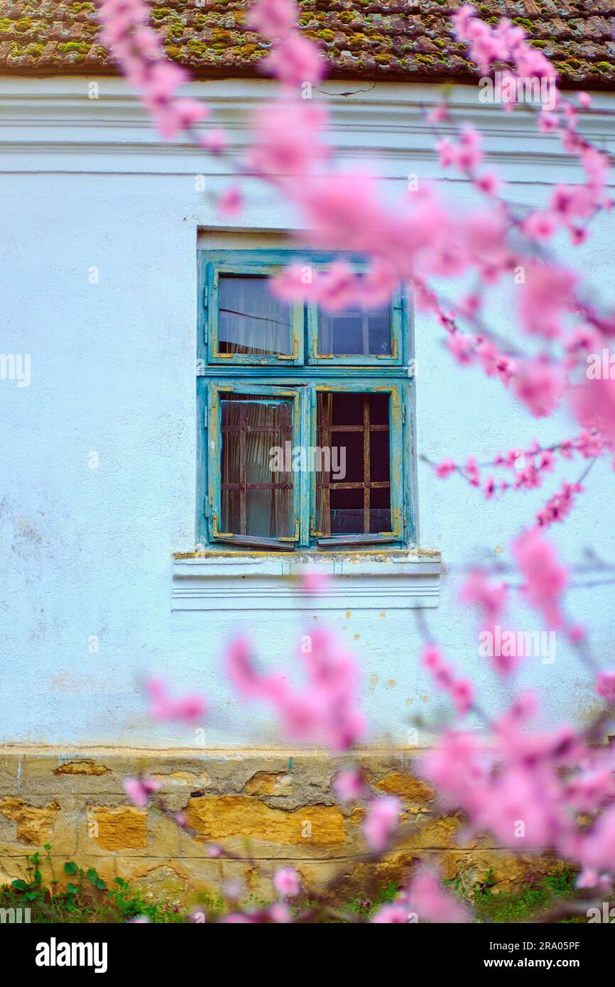 Traditional countryside house, wall with windows and colorful flowers ...