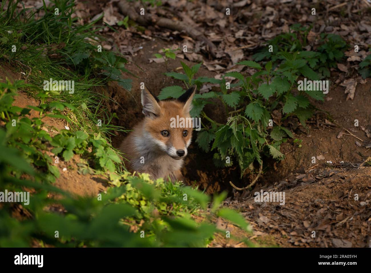 Red fox near the burrow. Small foxes in the european forest are playing ...