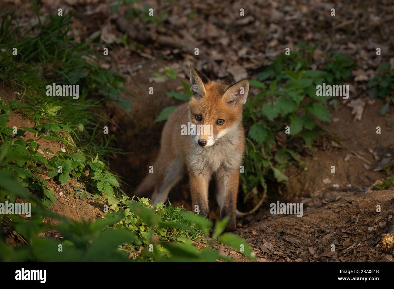 Red fox near the burrow. Small foxes in the european forest are playing ...