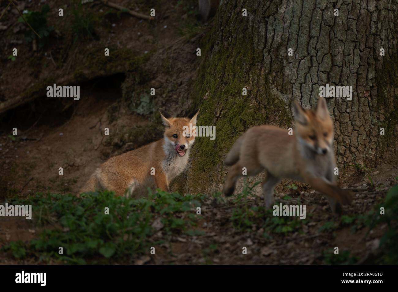 Red fox near the burrow. Small foxes in the european forest are playing ...