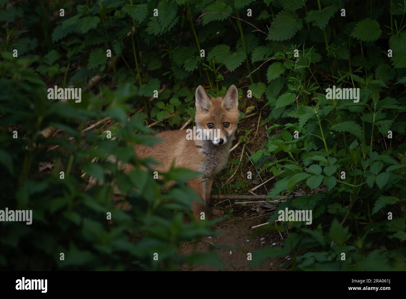 Red fox near the burrow. Small foxes in the european forest are playing ...