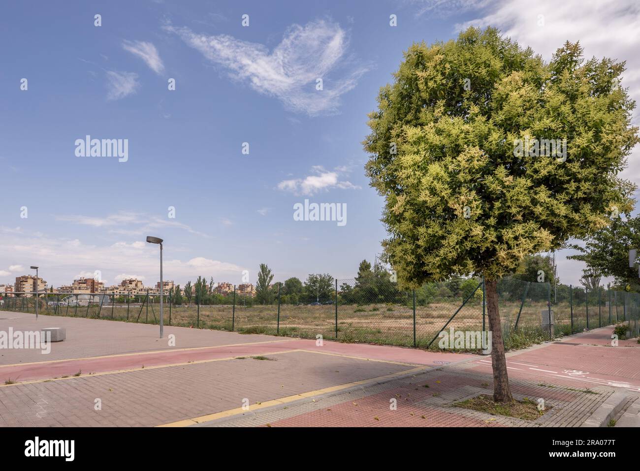 Land near an urbanization with fenced land and young flowering trees ...