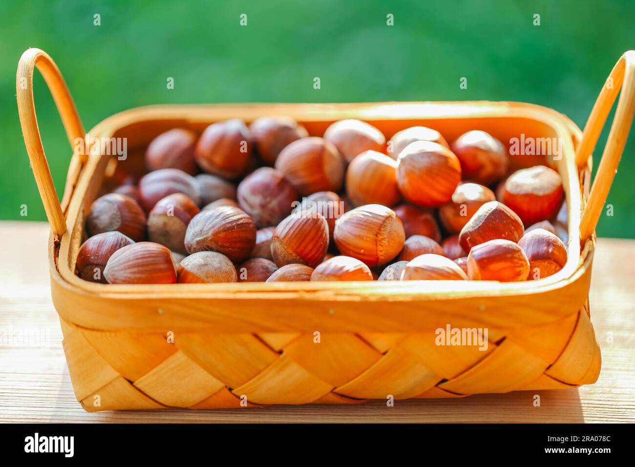 harvest of hazelnuts. Whole hazelnut in yellow basket on blurred green ...