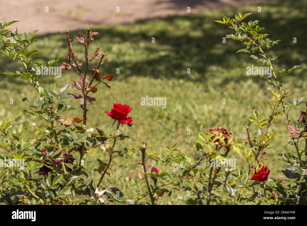 Some pretty red roses with their stems full of thorns in a sunny garden ...