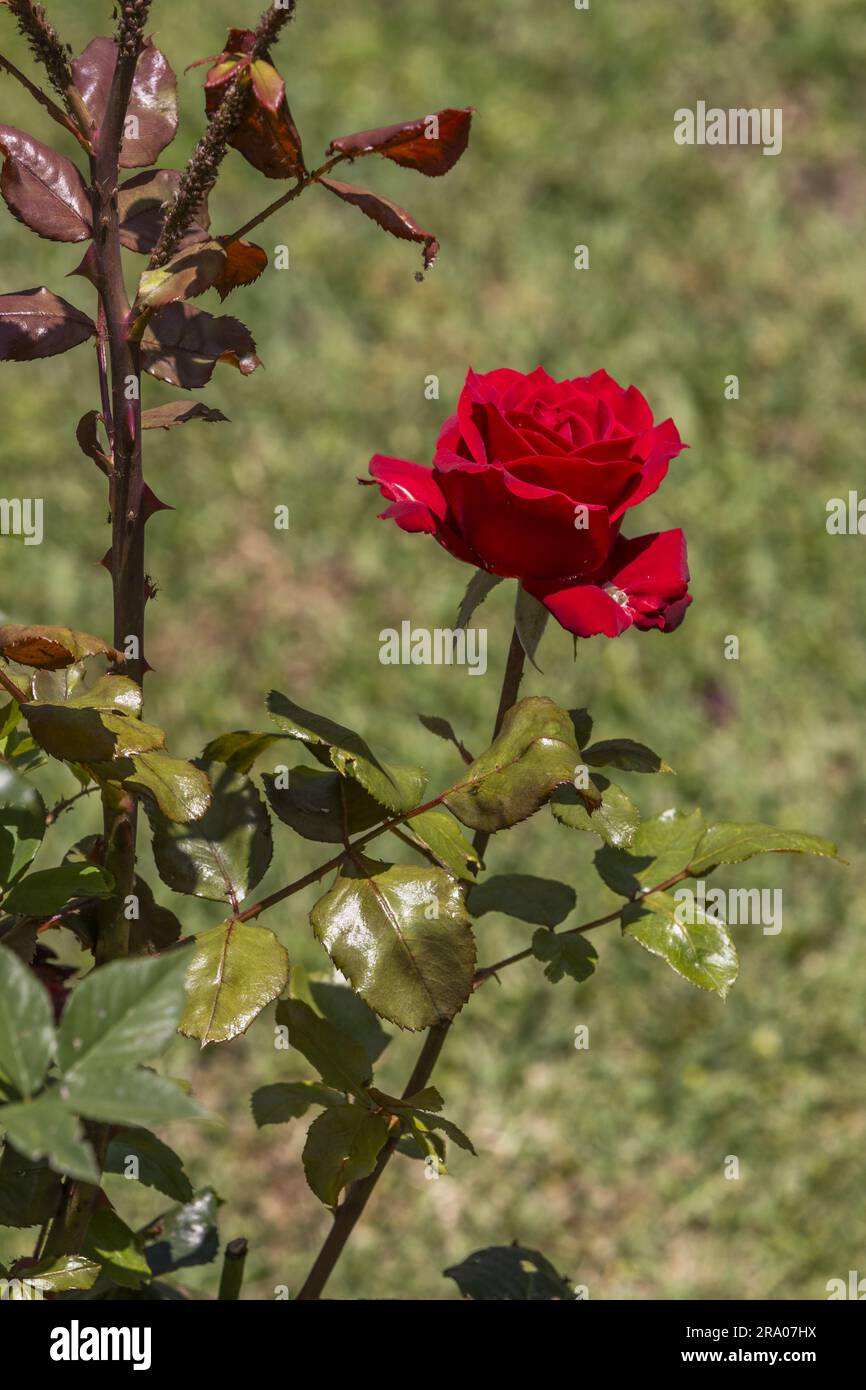A pretty red rose in a sunny garden with grass on the ground Stock ...