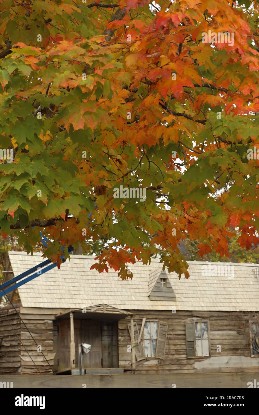 vibrant fall leaves on a tree with abandoned haunted house at an ...