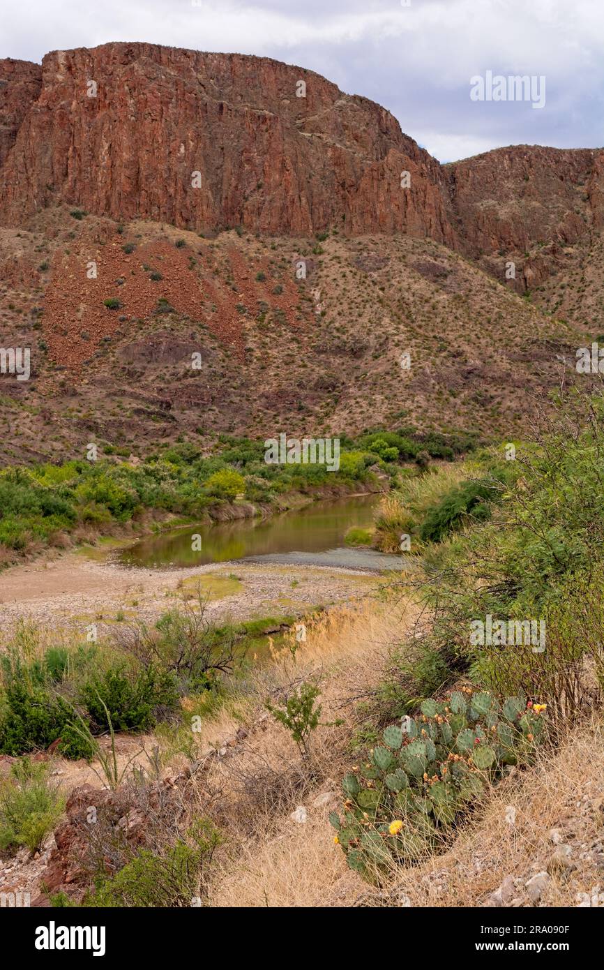 Prickly pear cactus in bloom on slopes of lush Rio Grande river basin ...