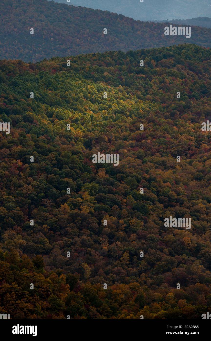 Light Dances Across Trees Changing Color in Fall Along the Blue Ridge ...