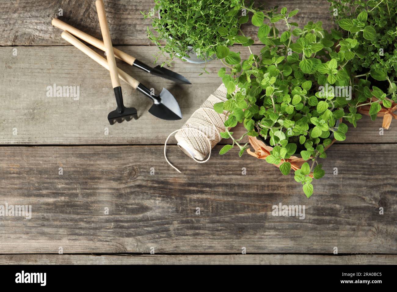 Different aromatic potted herbs, gardening tools and spool of thread on ...