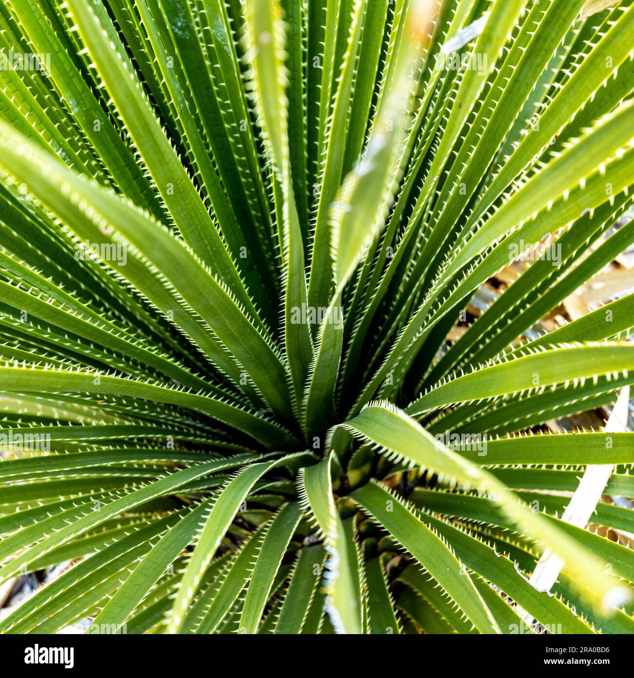 Looking Into Large Sotol Plant in Big Bend National Park Stock Photo ...