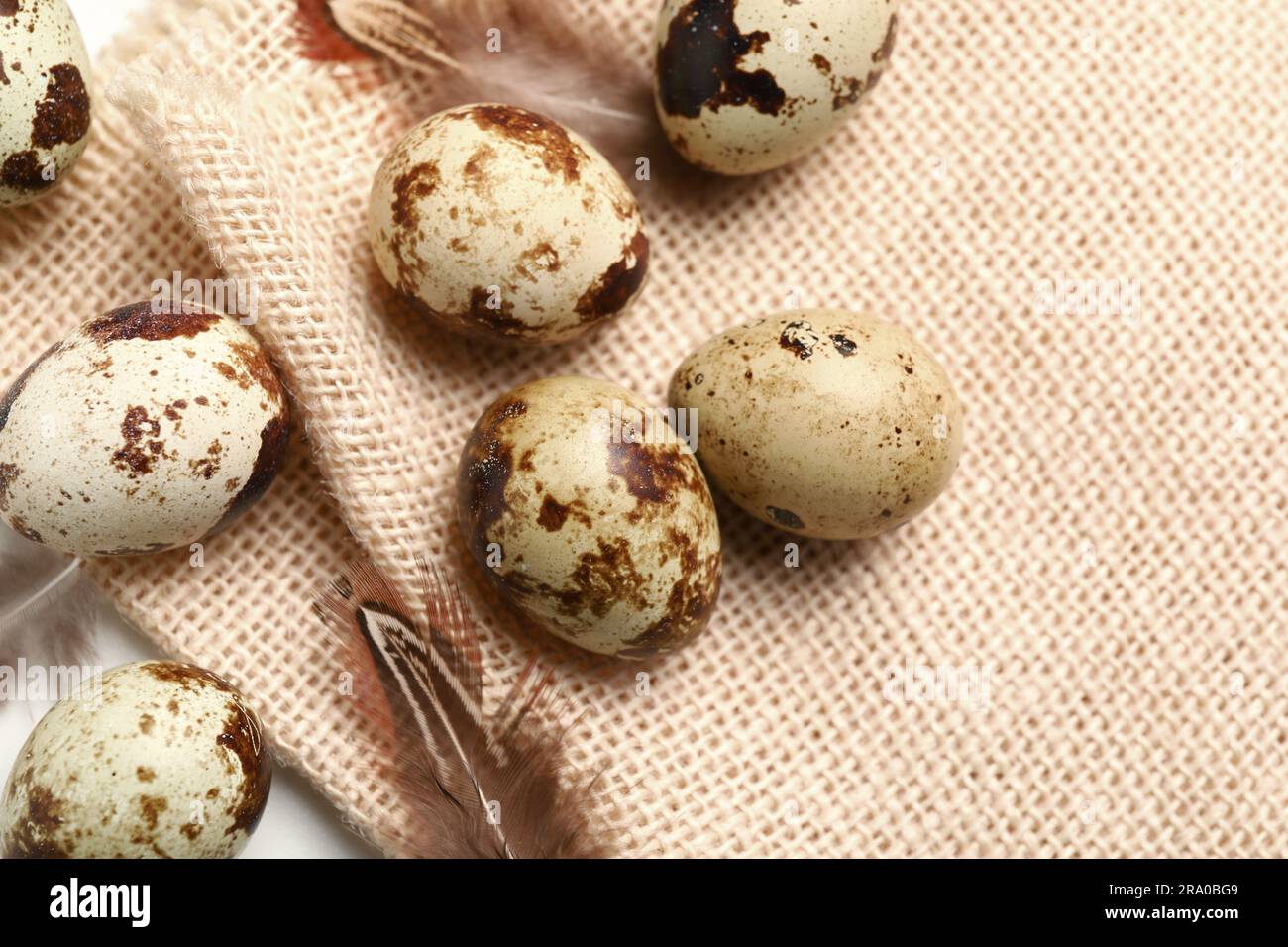 Speckled quail eggs and feathers on beige cloth, top view Stock Photo ...