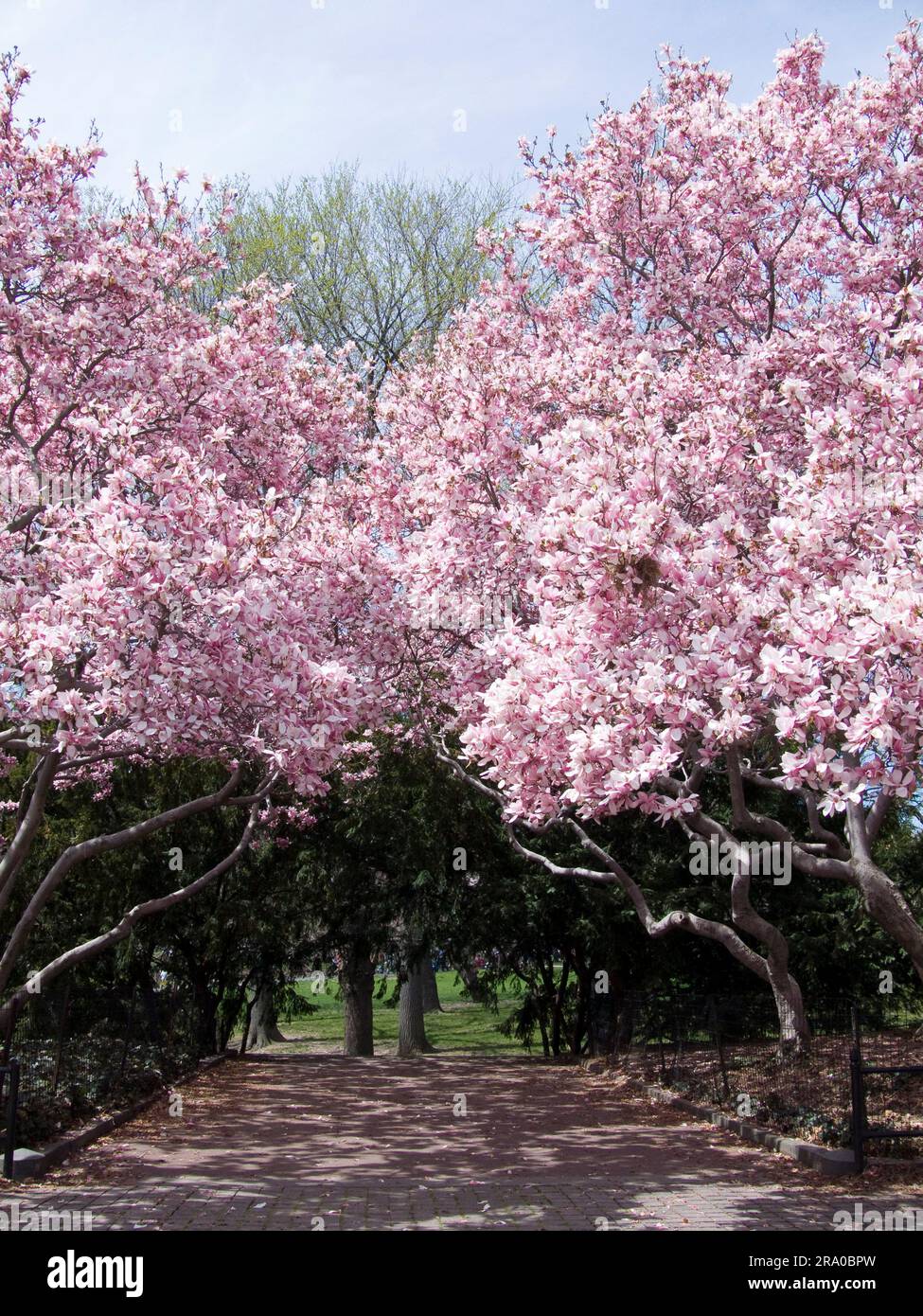A path through a tunnel of pink magnolia trees and a blue sky Stock ...